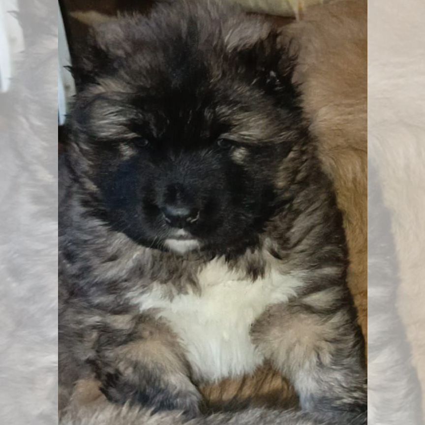 Кавказская овчарка, щенок