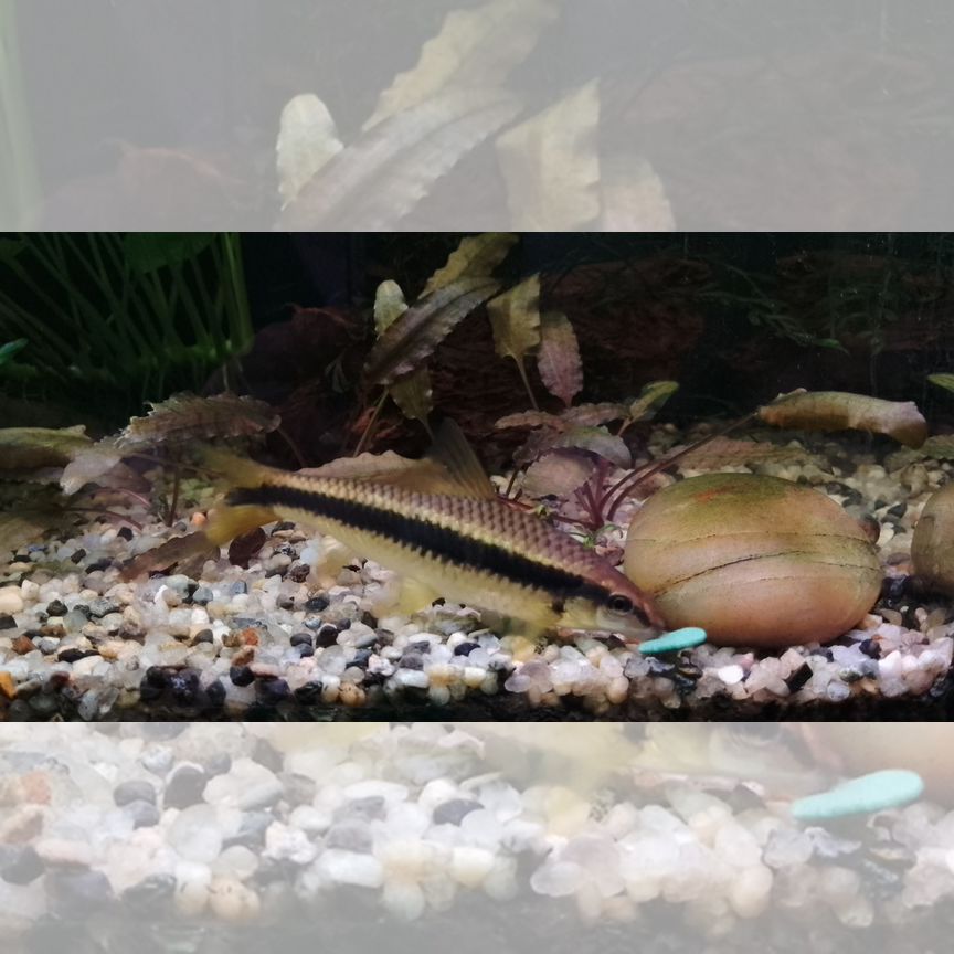 Сиамский водорослеед