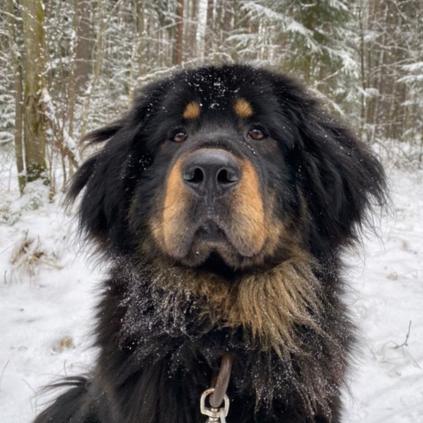 Тибетский мастиф