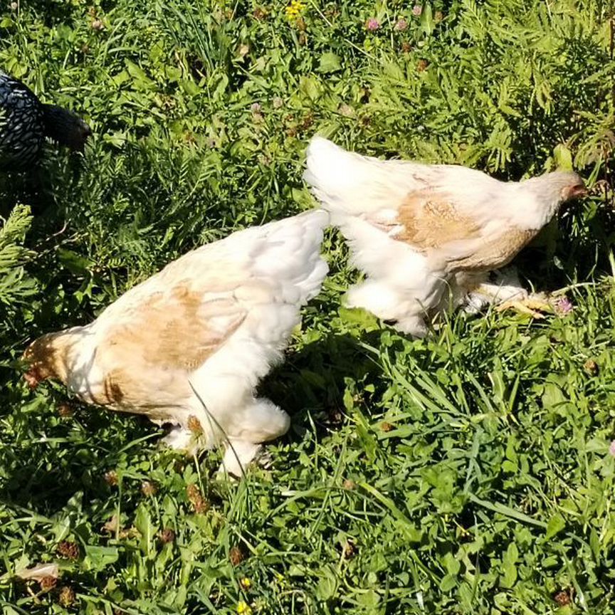 Брама молодки петушки