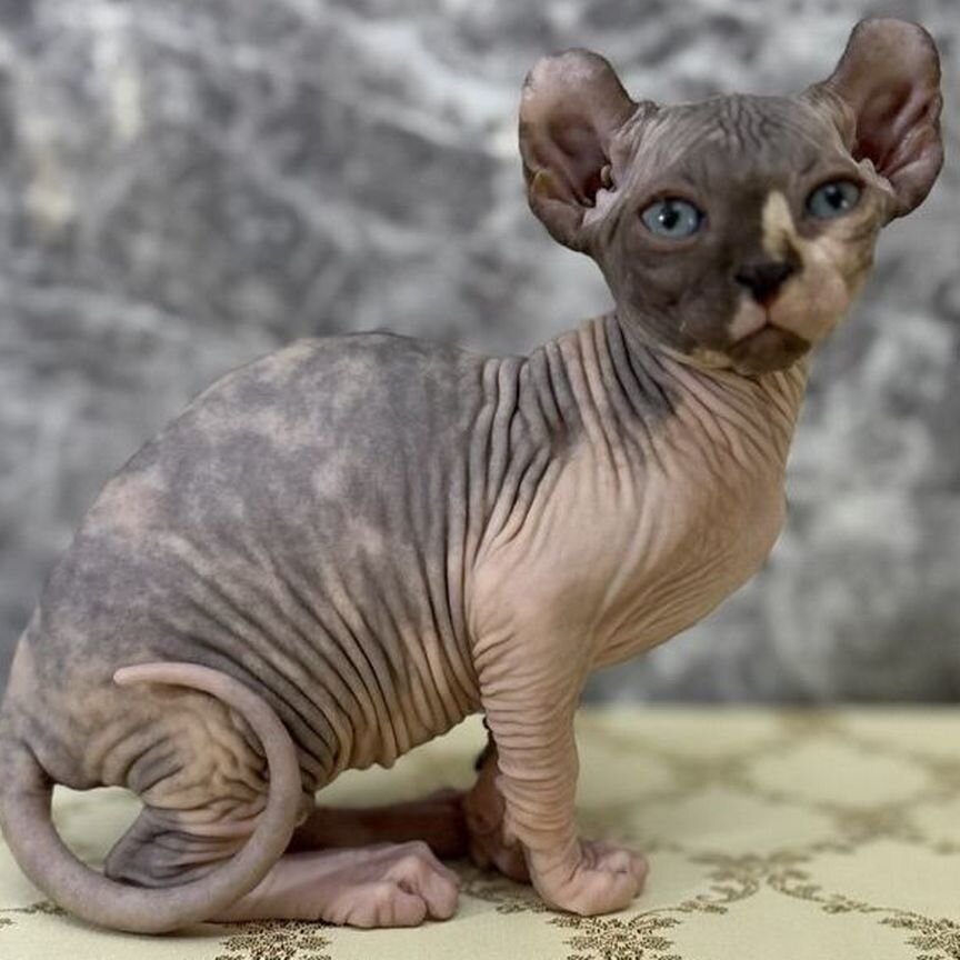Канадский сфинкс котёнок