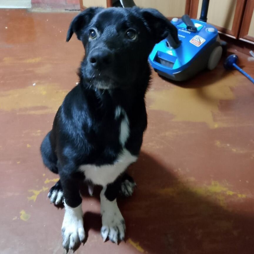 Щенок в добрые руки