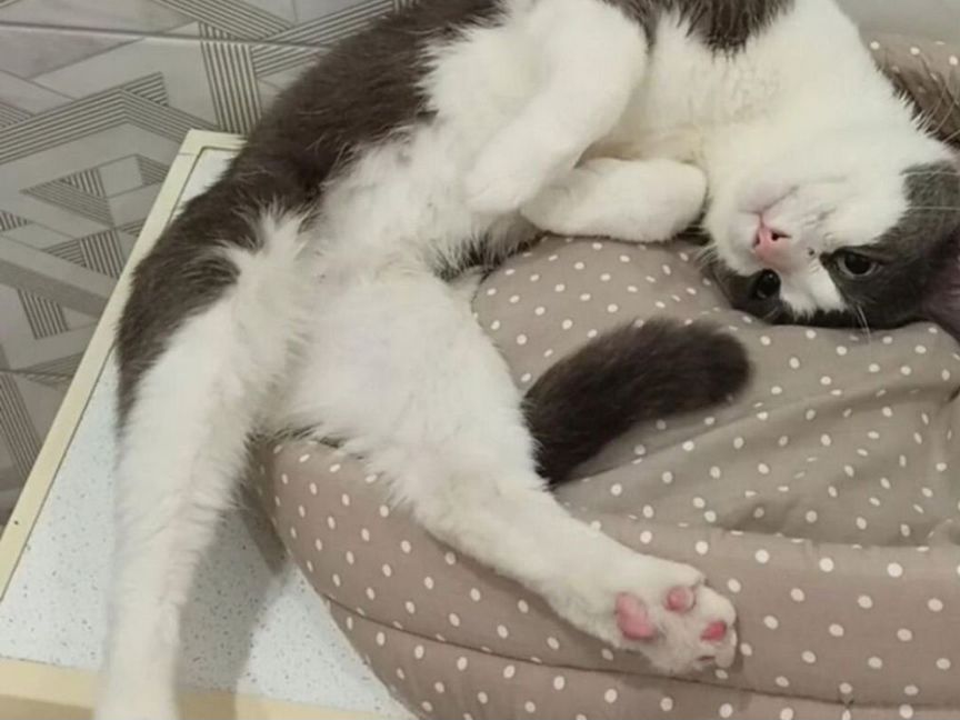 Смешной котенок кастрированный
