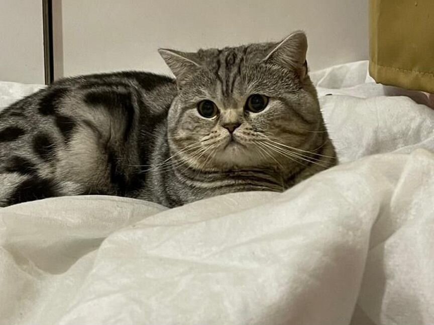 Британская вислоухая кошка