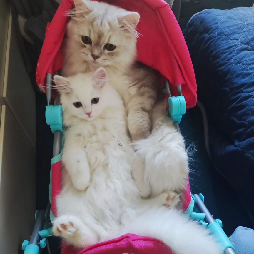Продам котёнка, девочка