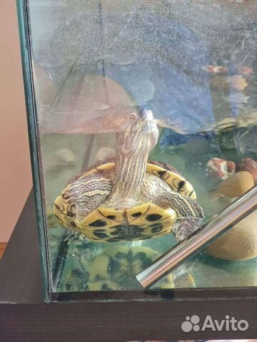 Красноухие черепахи