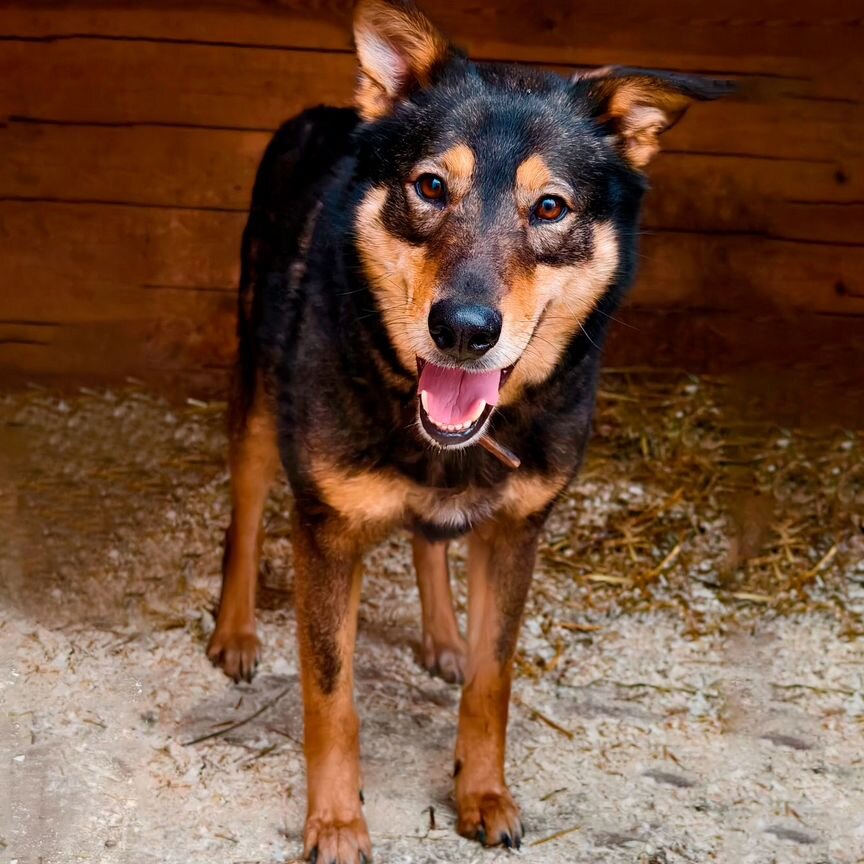 Взрослый пёс в добрые руки