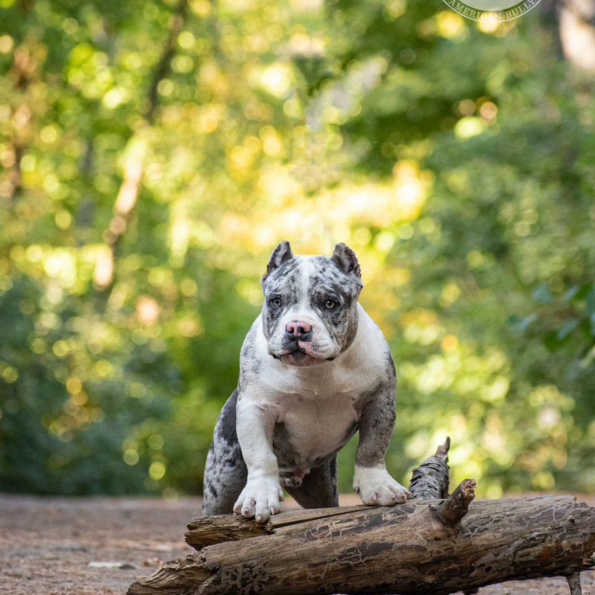 Щенок Американский булли