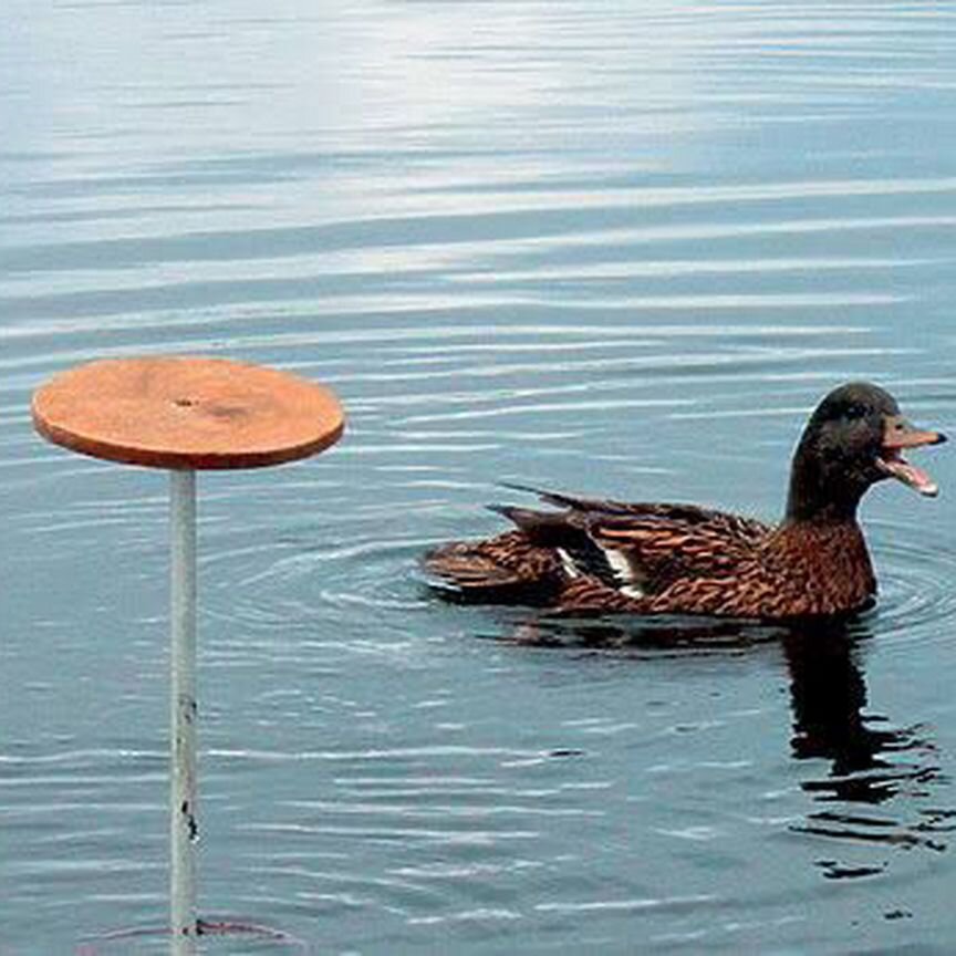 Подсадные утки для охоты