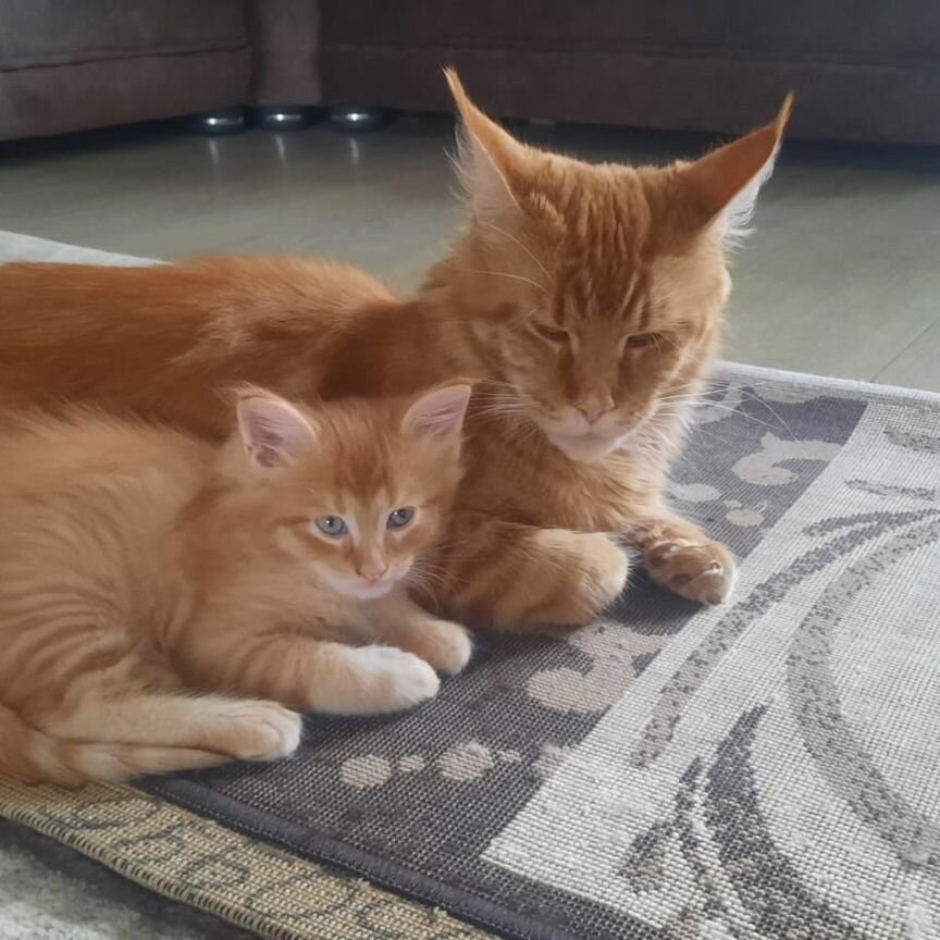 Котенок мейнкун