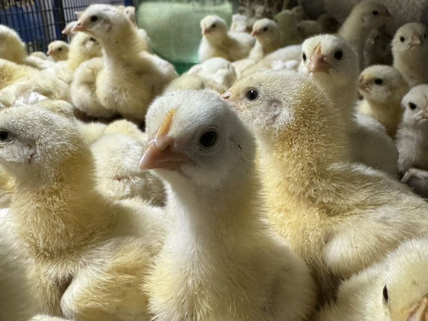 Цыплята бройлеры