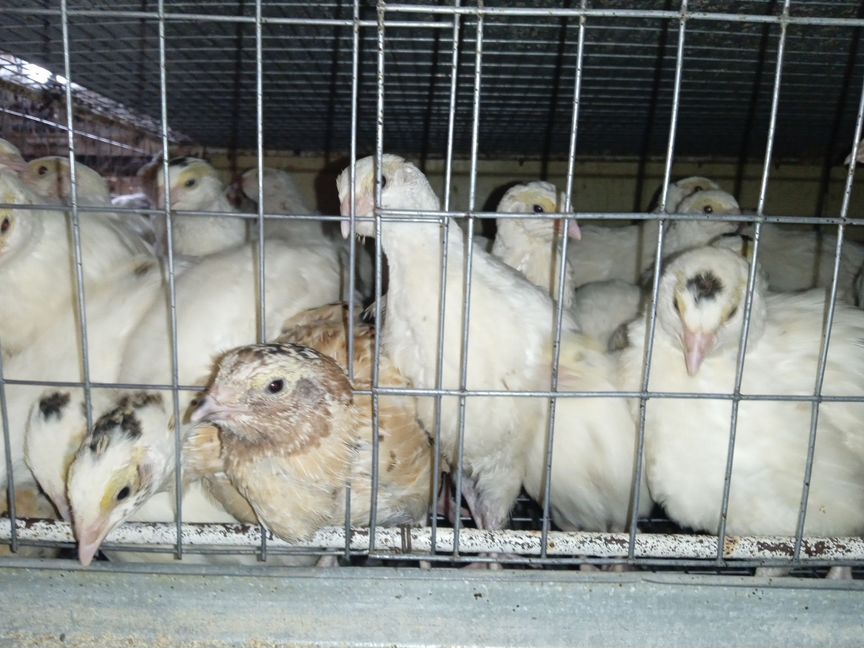 Перепела, мясо перепела