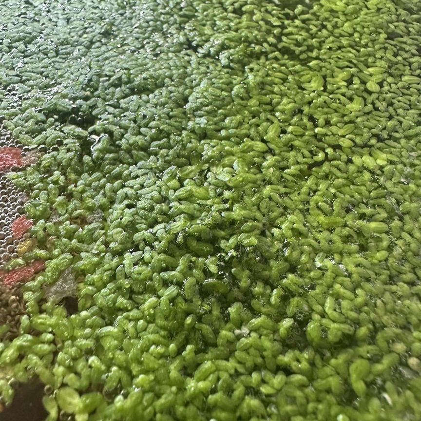 Ряска для аквариума