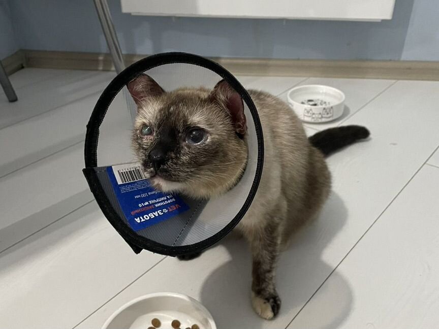 Отдам кошку бесплатно