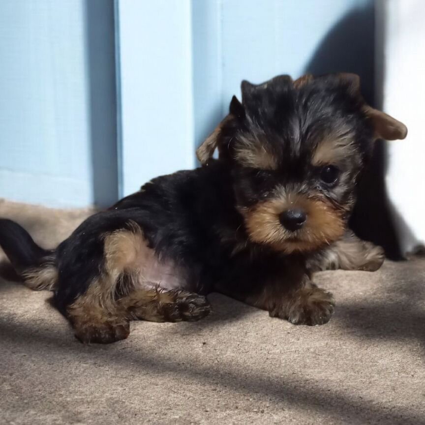 Йоркширский терьер, щенок