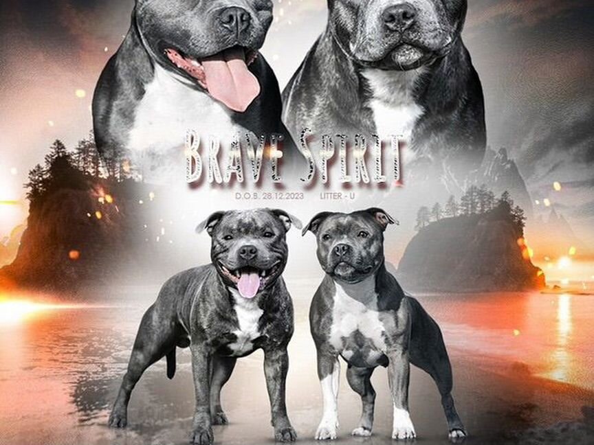 Щенки стаффордширского бультерьера