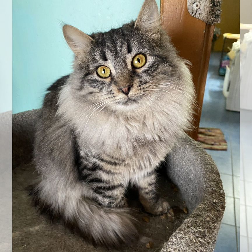 Сибирский котёнок