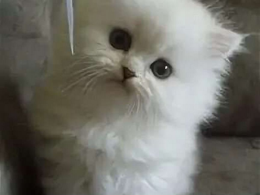 Сибирские котята