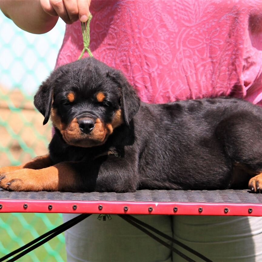 Ротвейлер девочка 18.04.24