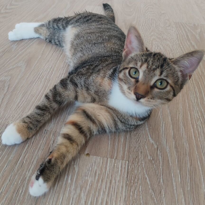 Котёнок Тигра в дар