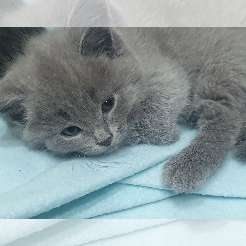 Британский короткошёрстный котёнок