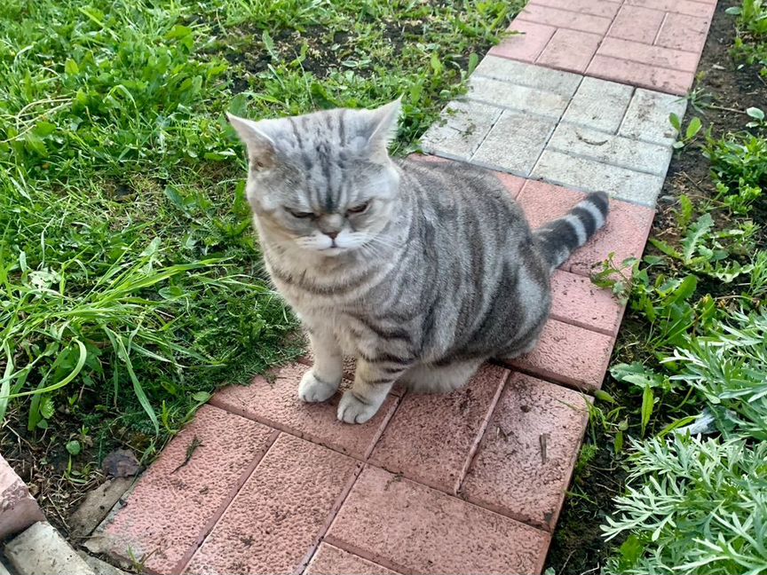 Британский кот