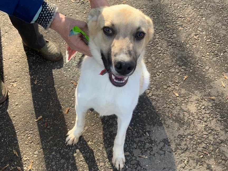 Приютский щенок очень надеется попасть домой