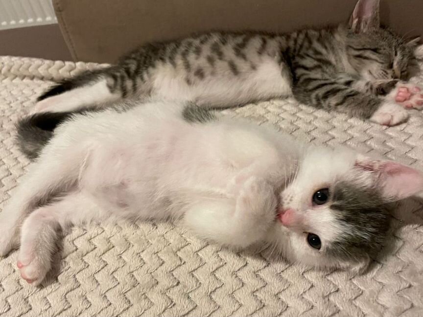 Котенок, мальчик 2,5 месяца ищет дом