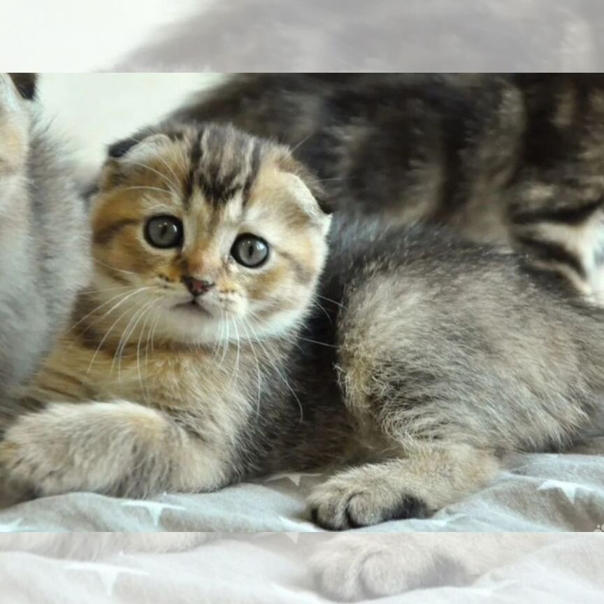 Шотландский вислоухий короткошёрстный котёнок