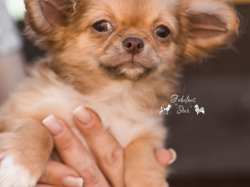 Чихуахуа апельсинка