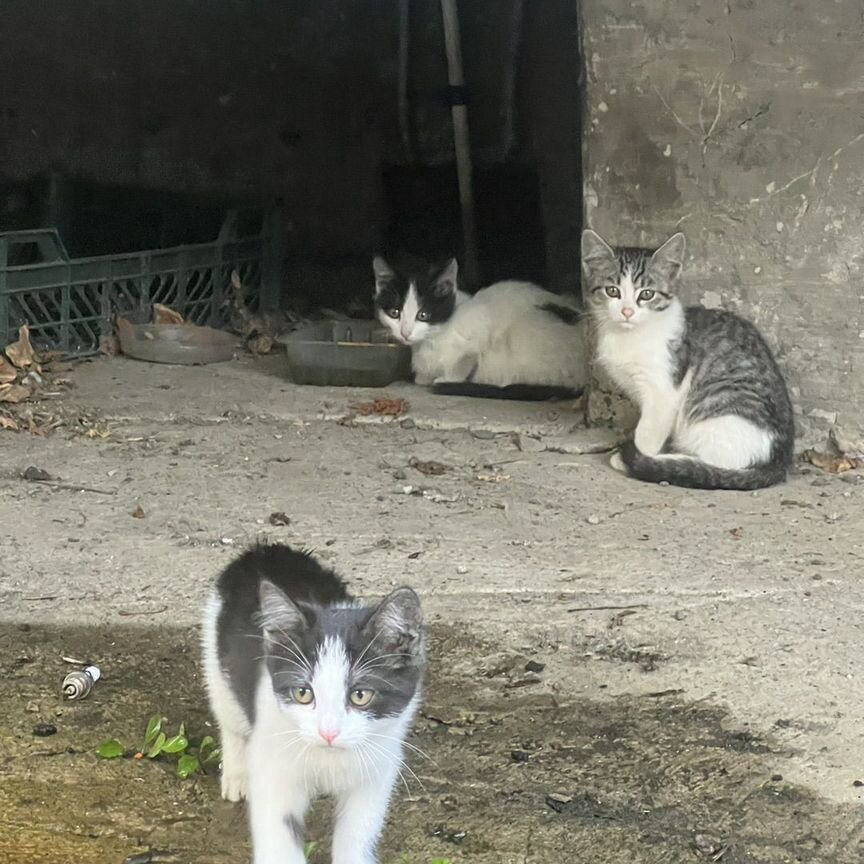 Помогите найти дом котятам