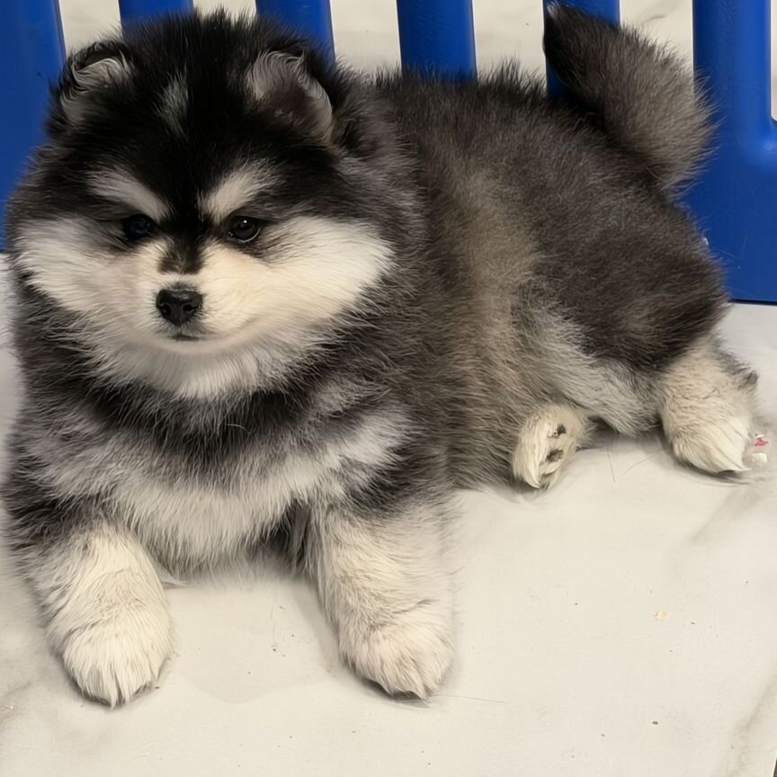 Помски, щенок