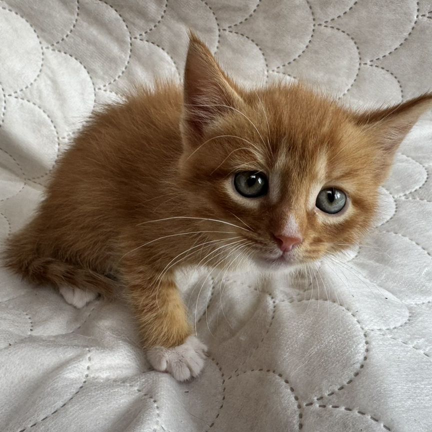 Котёнок от частного владельца