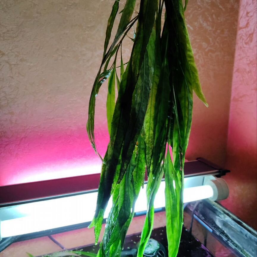 Растение для аквариума лимонник