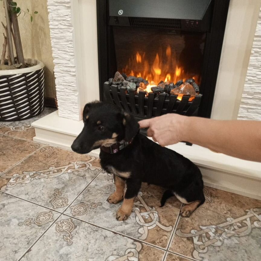 Щенок в добрые руки