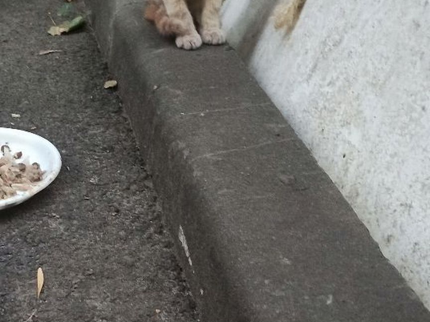 Рыжий котенок