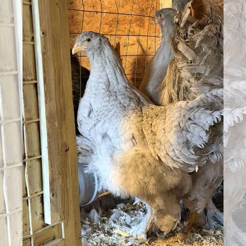 Брама лаванда кукушечная