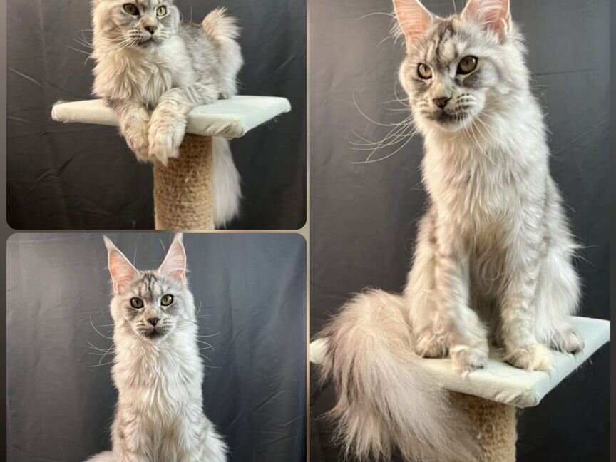 Кошка мейкун