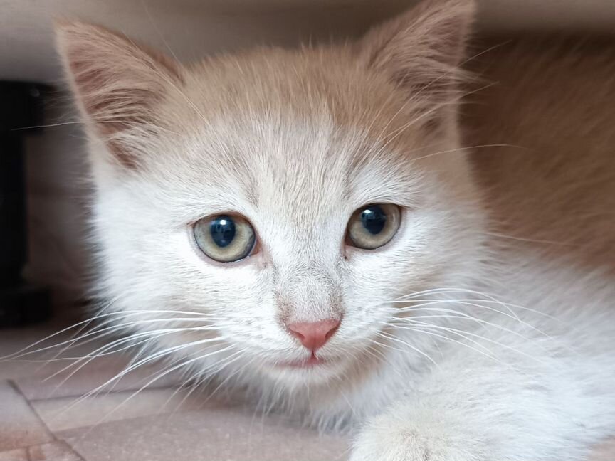 Кошка
