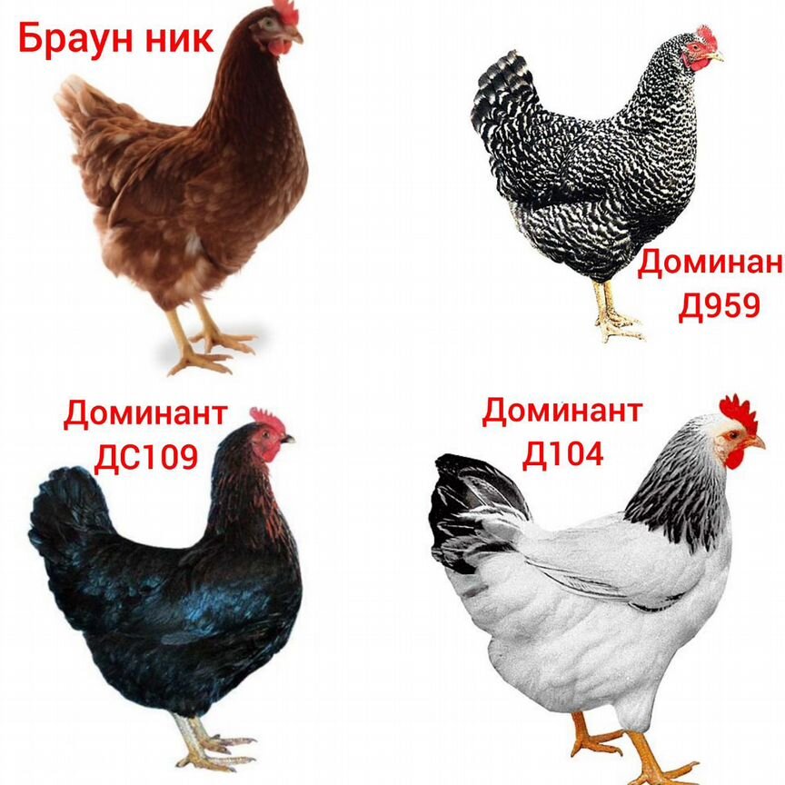 Цыплята