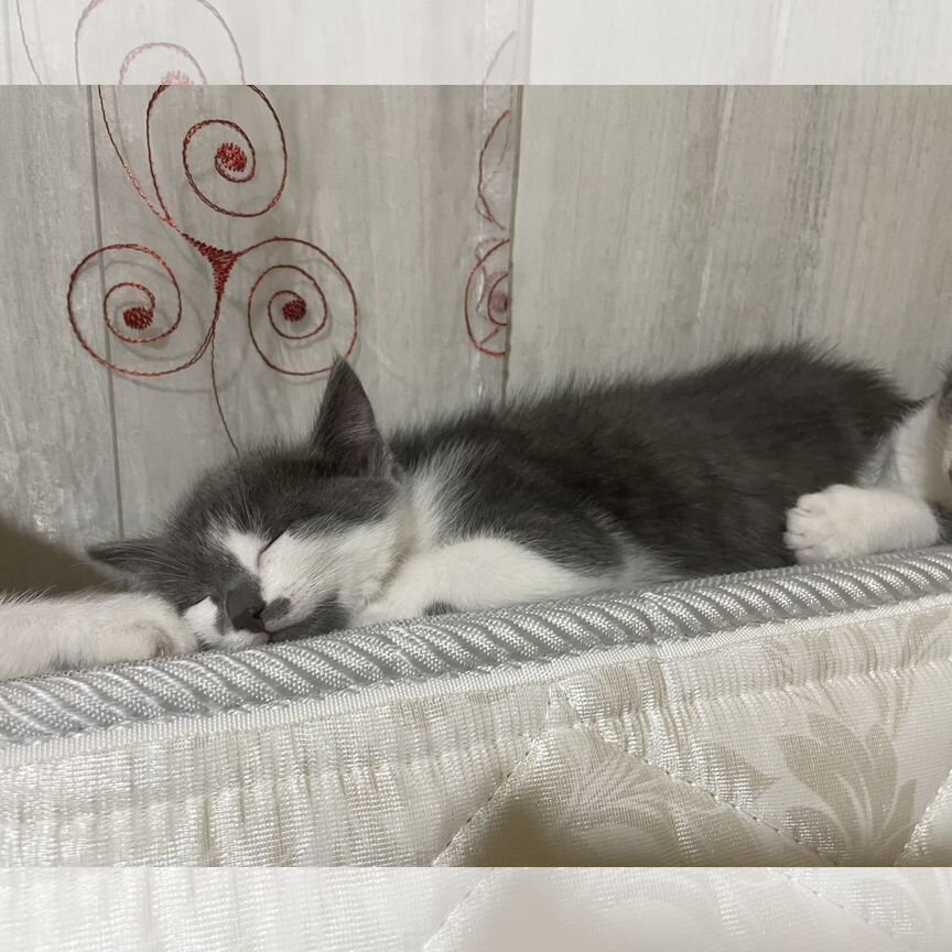 Котята в добрые руки бесплатно