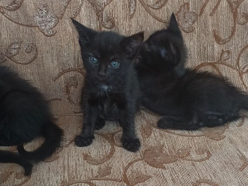 Котята