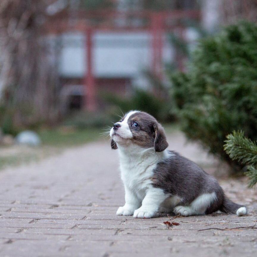 Щенок корги