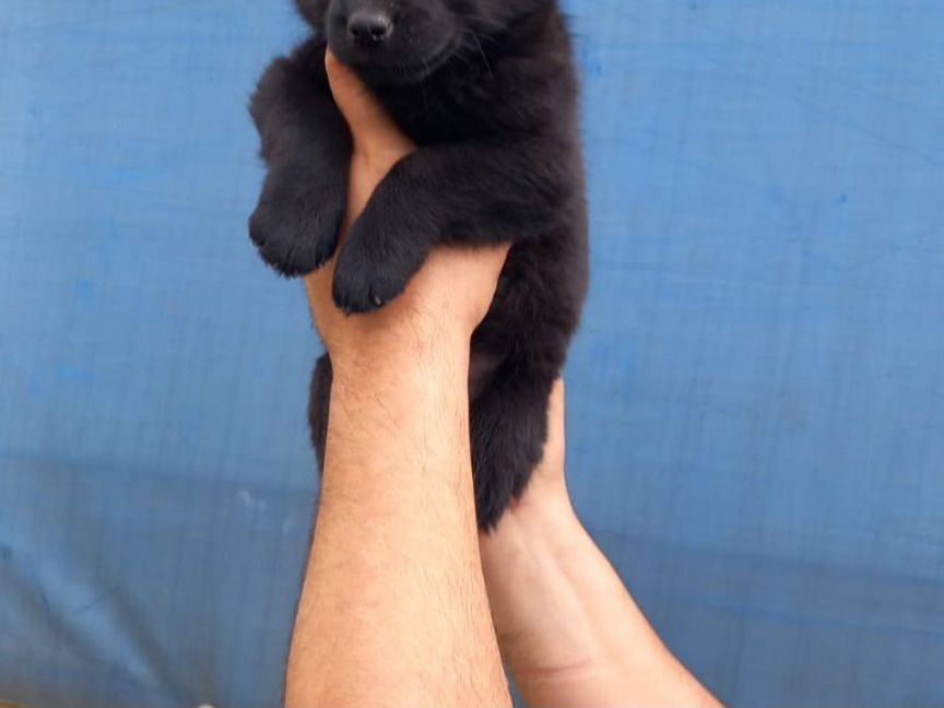 Мишутка щенок от маленькой собачки