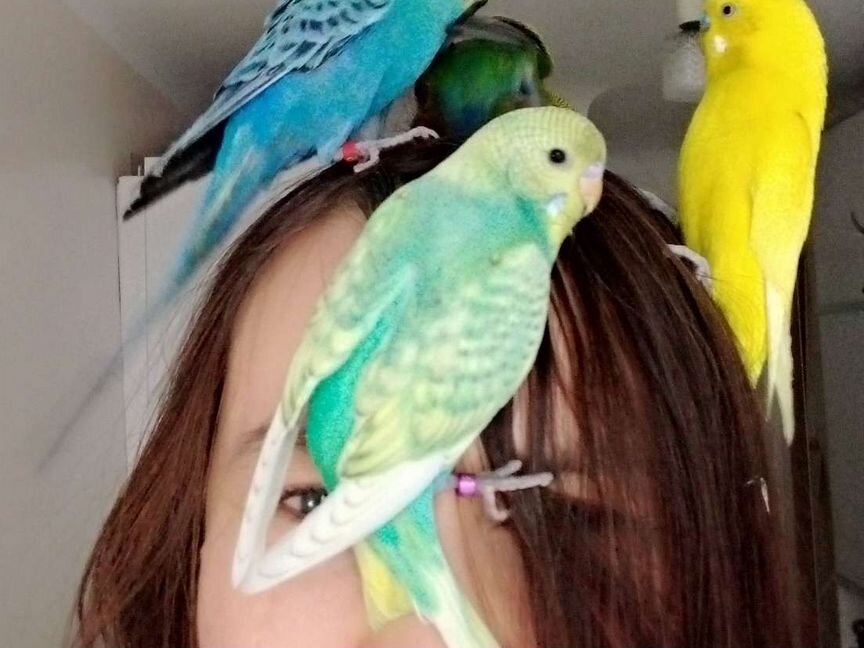 Ручные волнистые попугаи. Получехи. Птенцы