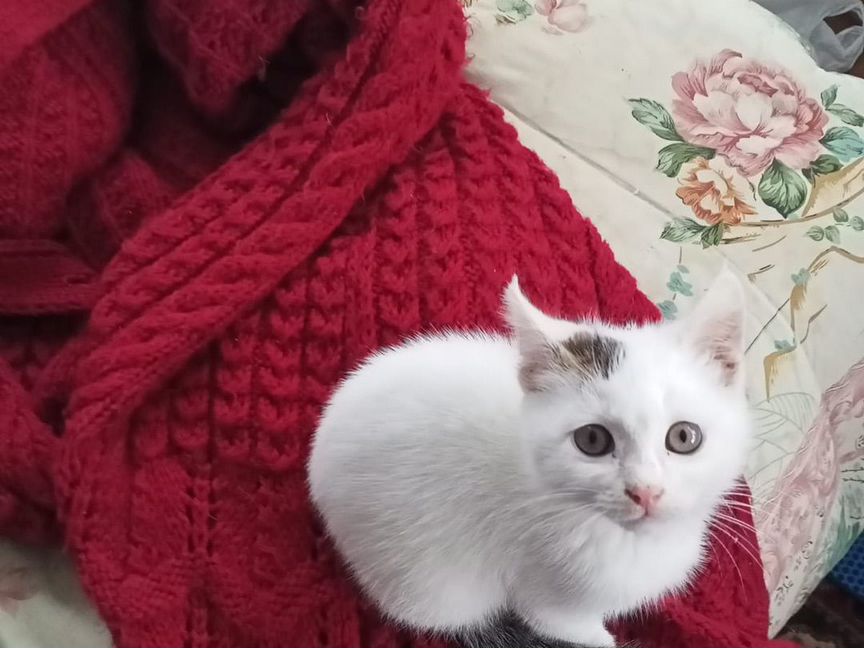Котенок Пуша ищет дом