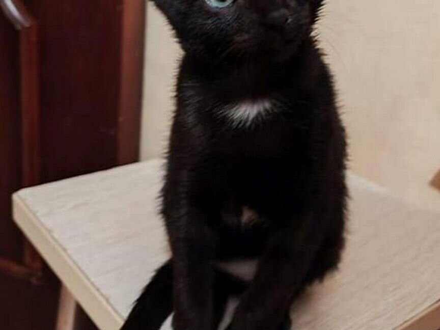 Шотландский вислоухий котенок Бруно