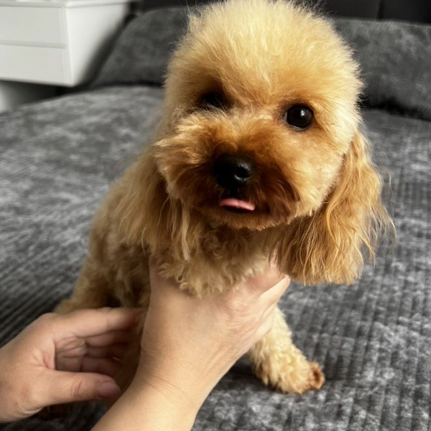 Той-пудель, взрослая собака