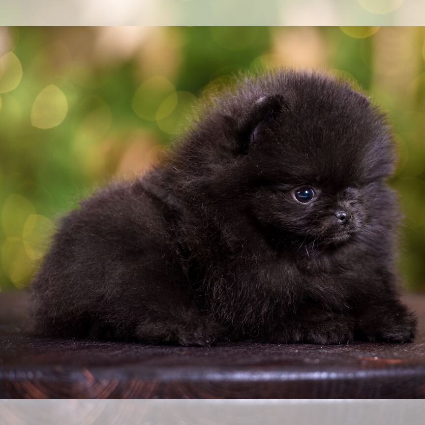 Померанский шпиц, щенок