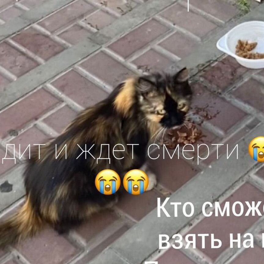 Молодую домашнюю кошечку выкинули умирать